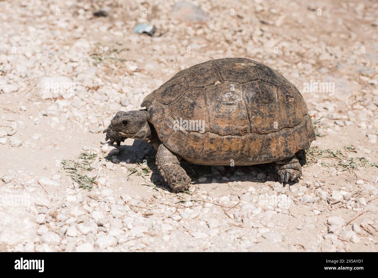 Single greek tortoise testudo hi-res stock photography and images - Alamy