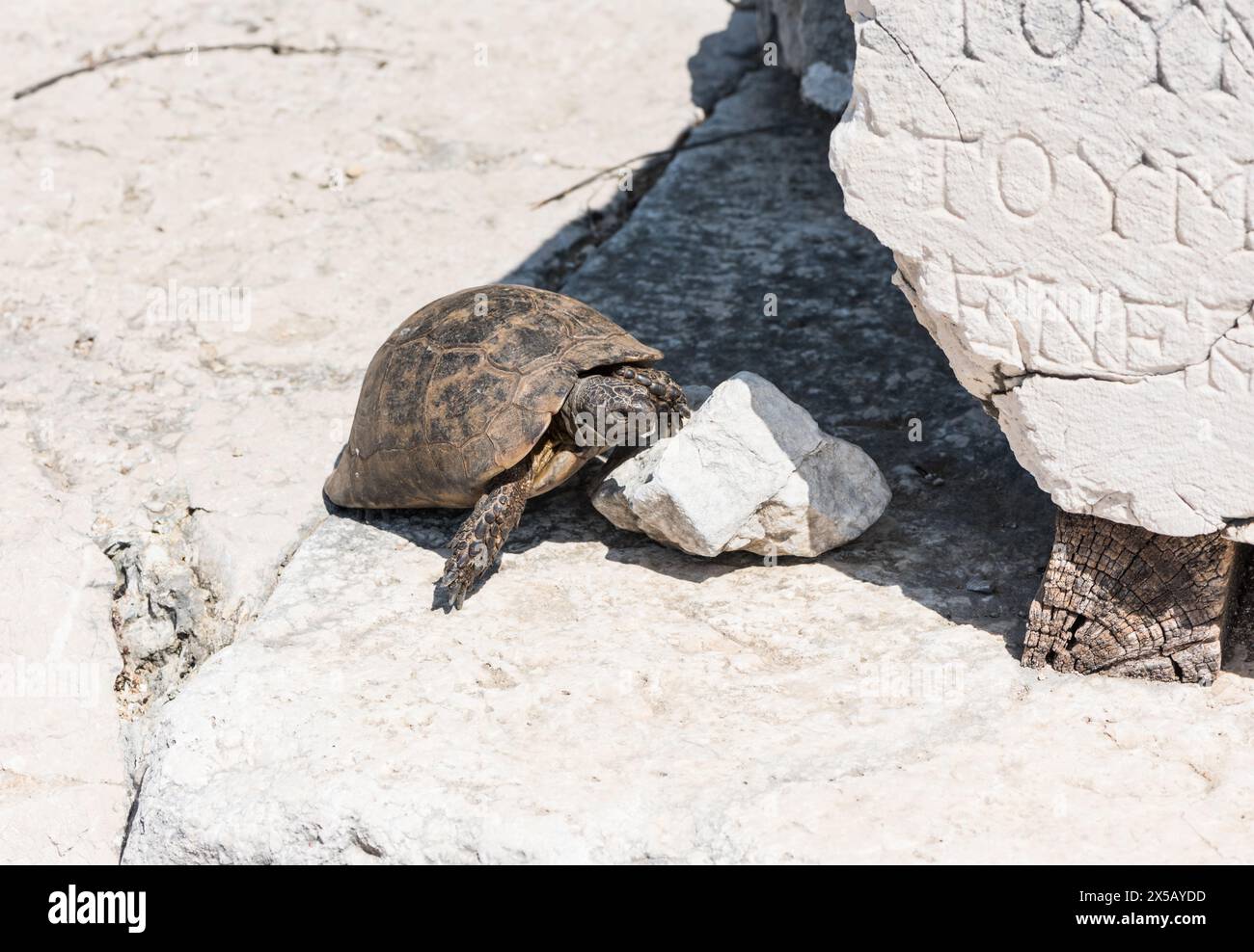 Spur thighed greek tortoise hi-res stock photography and images - Alamy
