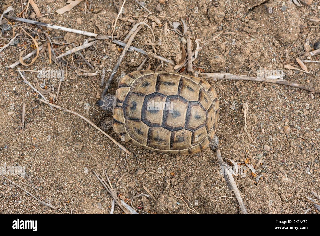 Spur thighed tortoise testudo graeca hi-res stock photography and ...