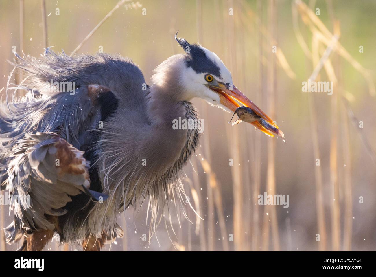 Great blue heron catfish hi-res stock photography and images - Alamy