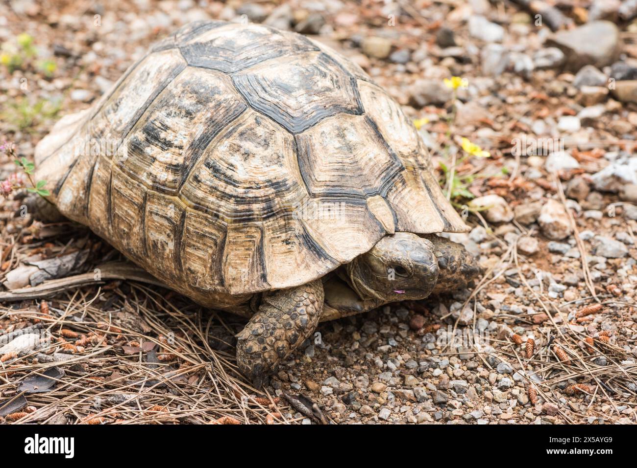 Spur thighed tortoise testudo graeca hi-res stock photography and ...