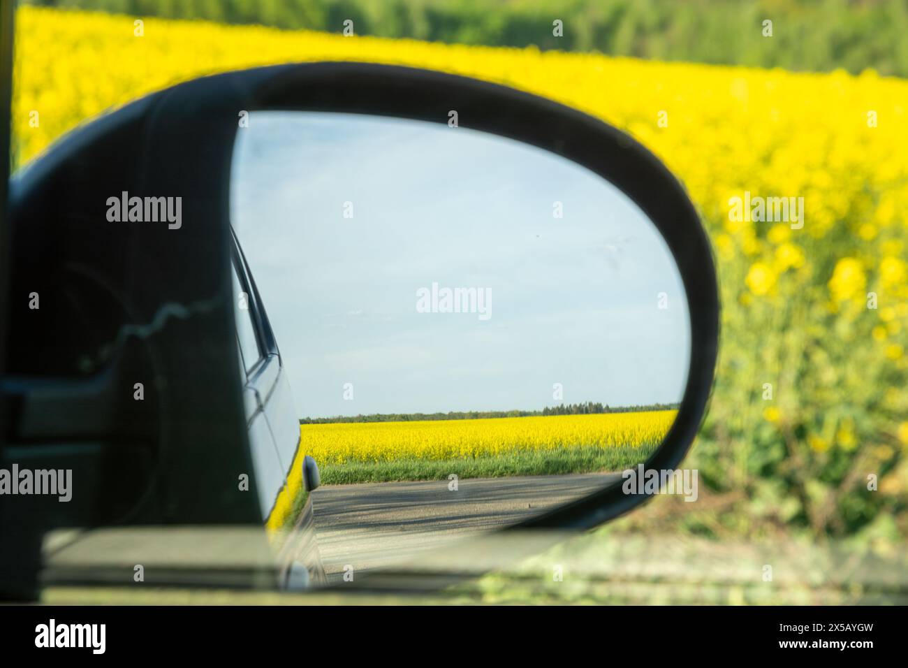 Blooming rapeseed field car hi-res stock photography and images - Alamy