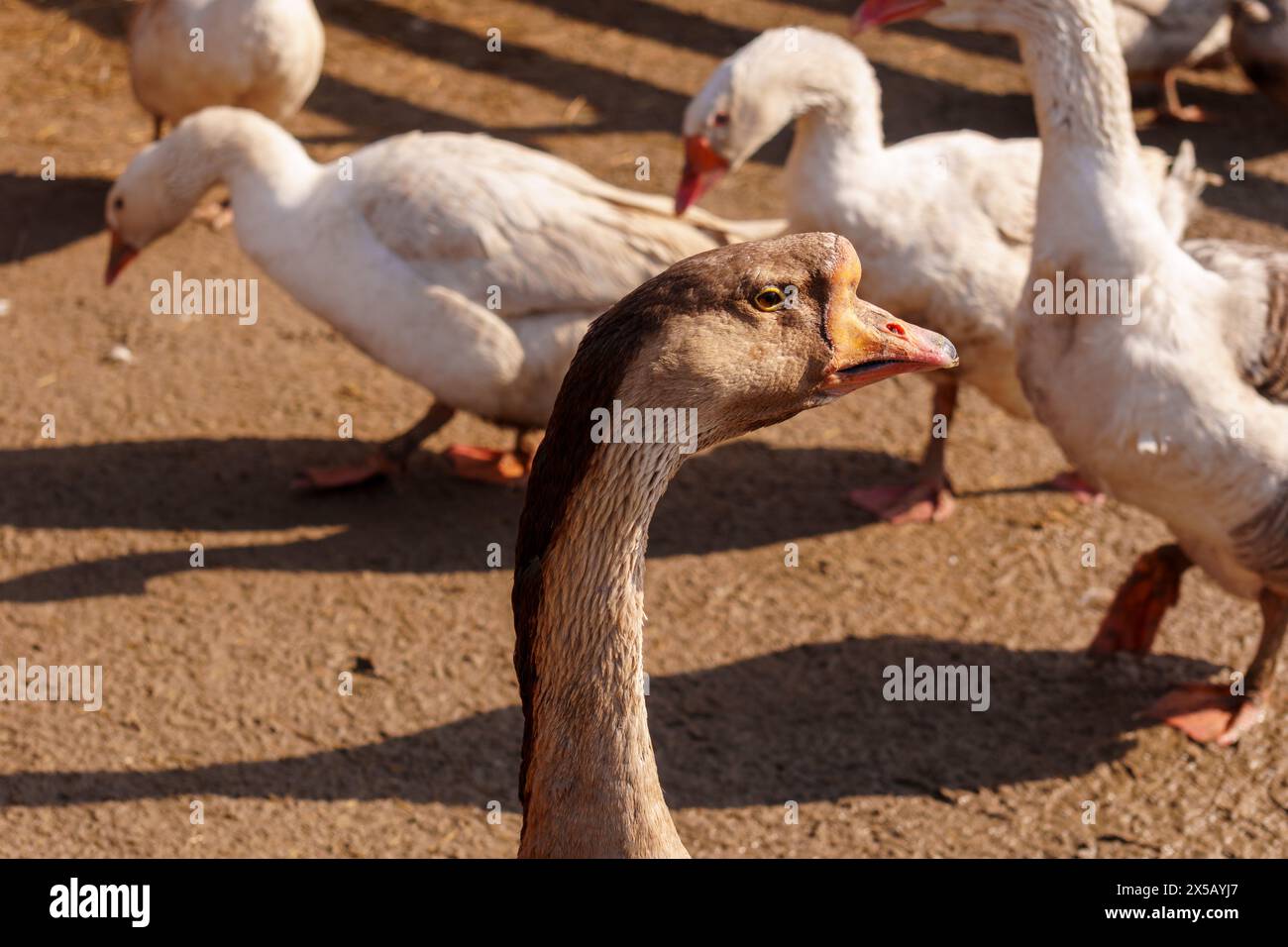 Group of geese stand in a row, side by side, on a farm. They are sleek ...