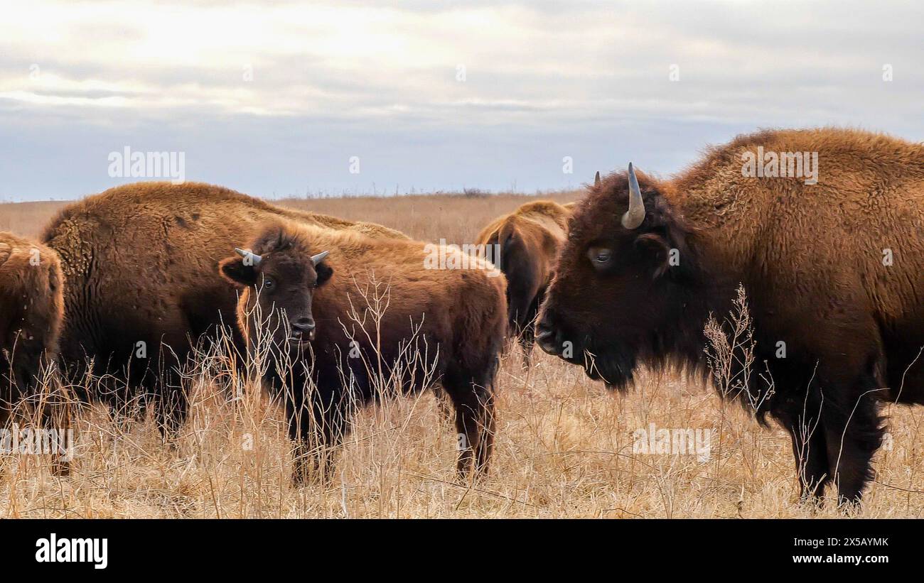 Several wild American bison, Bison bison, standing in the tall grass of ...