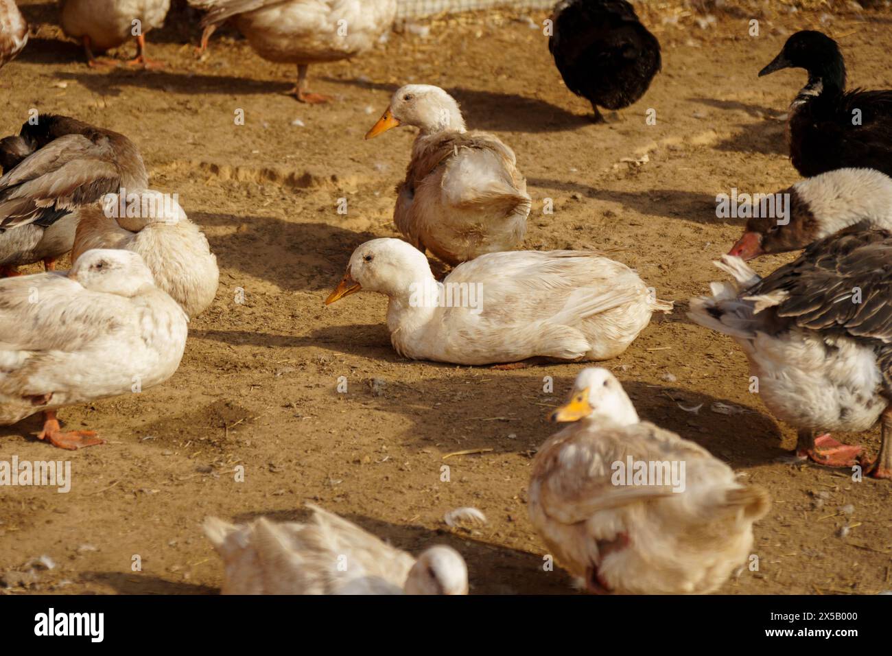 Ducks are gracefully standing side by side, showing off their vibrant ...