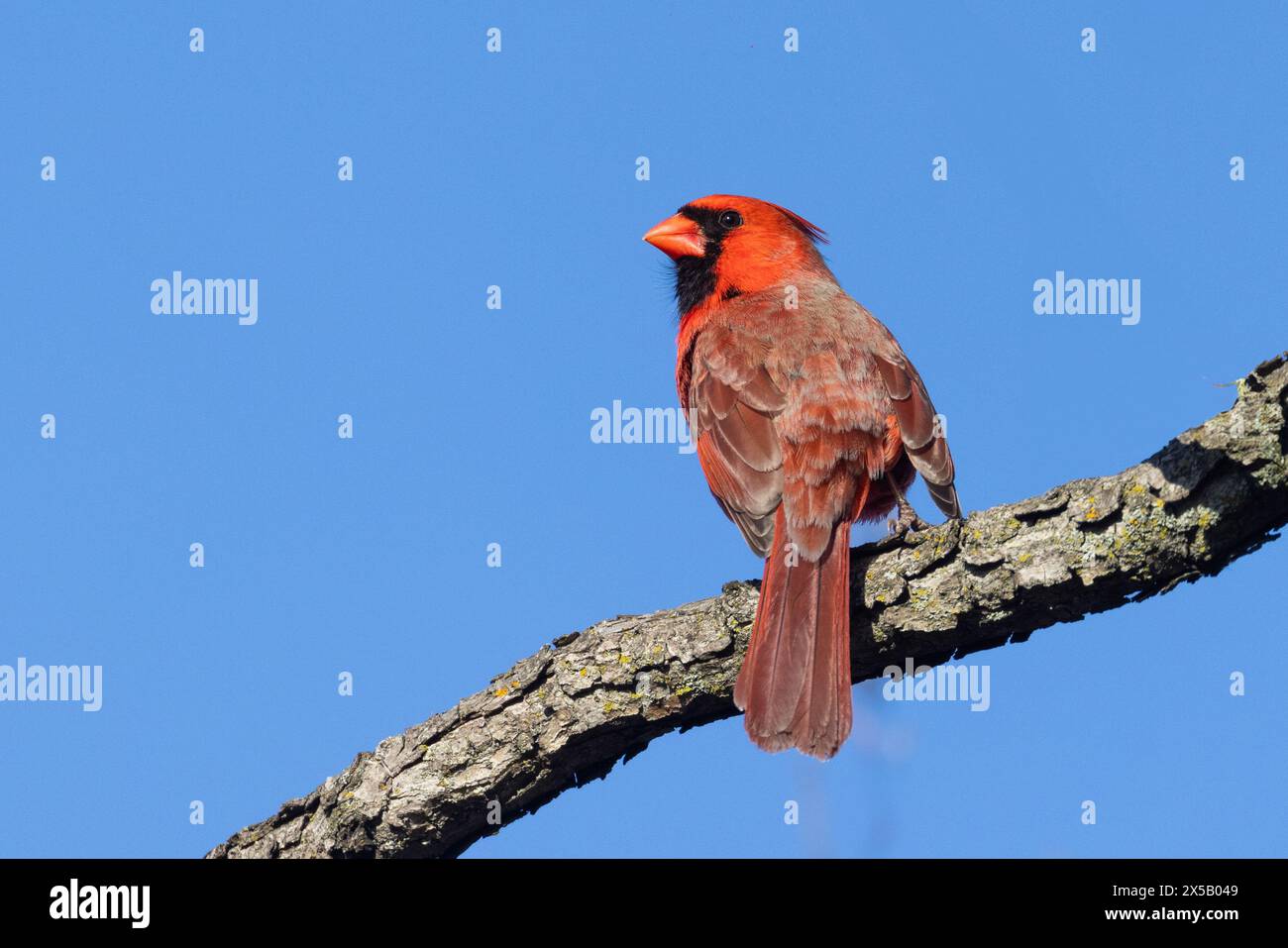 male northern cardinal Stock Photo - Alamy