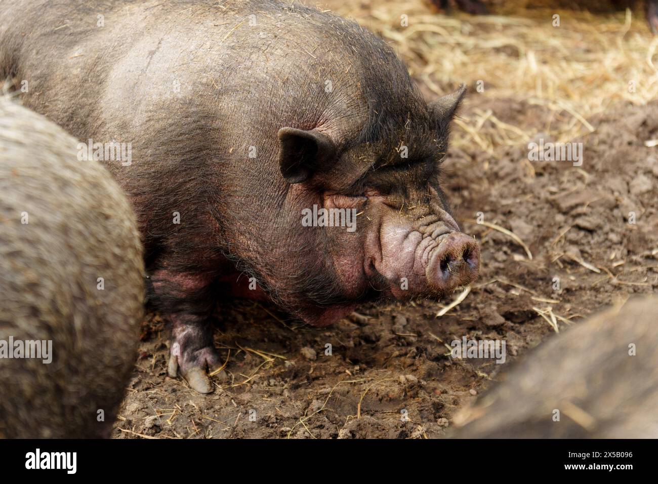 Peaceful farmyard environment hi-res stock photography and images - Alamy