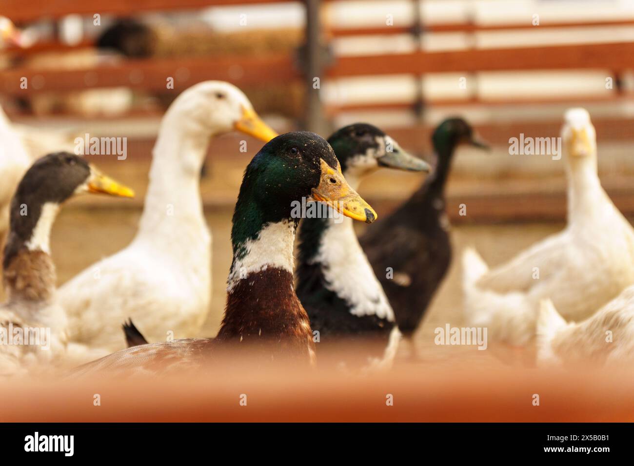 Ducks are gracefully standing side by side, showing off their vibrant ...