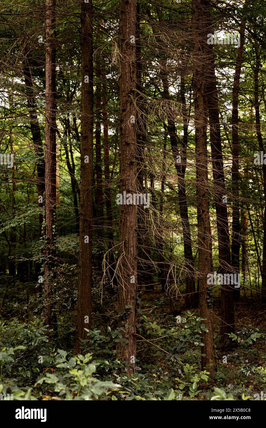 Pine and other trees in a forest. Trees are green and leafy. The ...