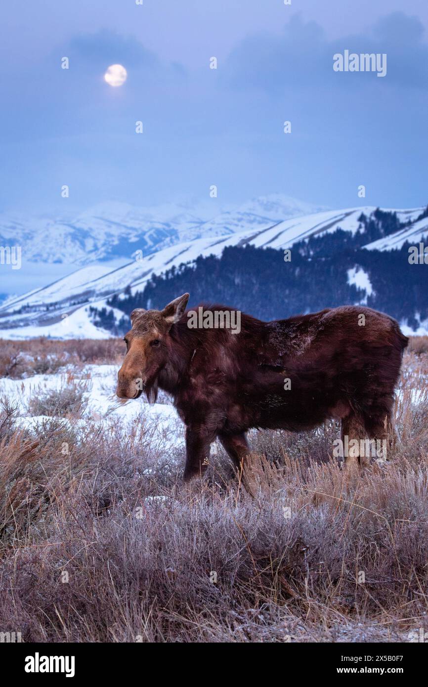 A bull moose walking through the sage and snow below a full moon. Grand ...