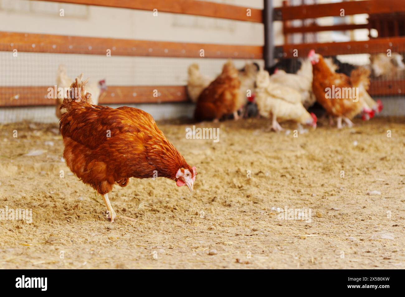 Group of chickens standing in a row, each clucking and pecking at the ...