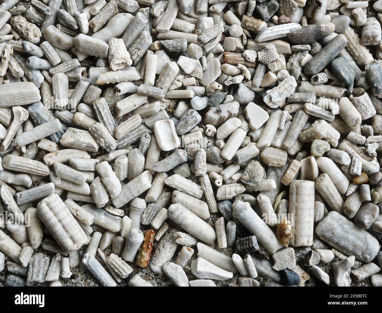 Petrification process hi-res stock photography and images - Alamy