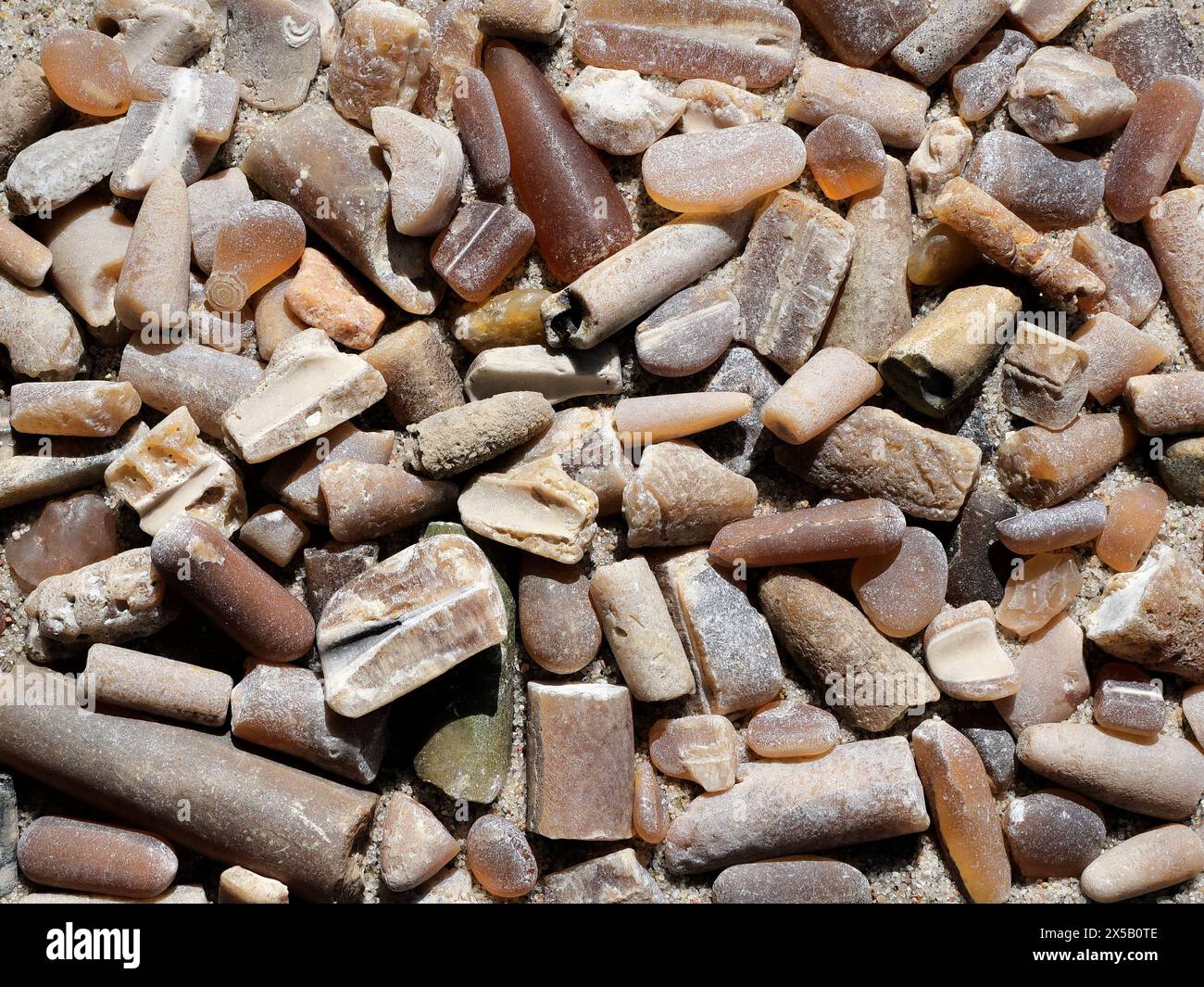 Fossil in pebbles hi-res stock photography and images - Alamy