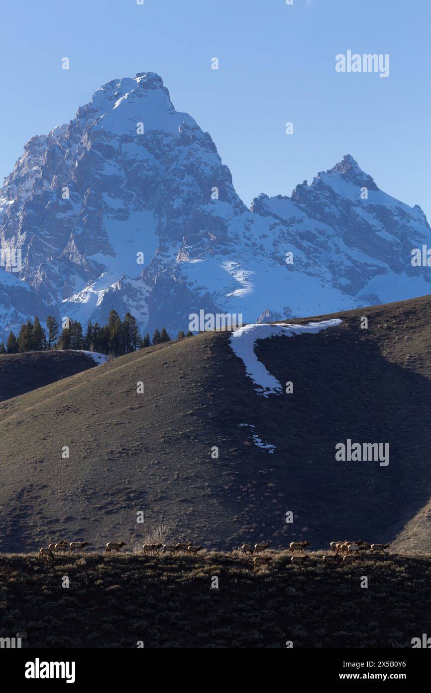 An elk herd migrating below the Grand Teton, Mount Owen, and Blacktail ...