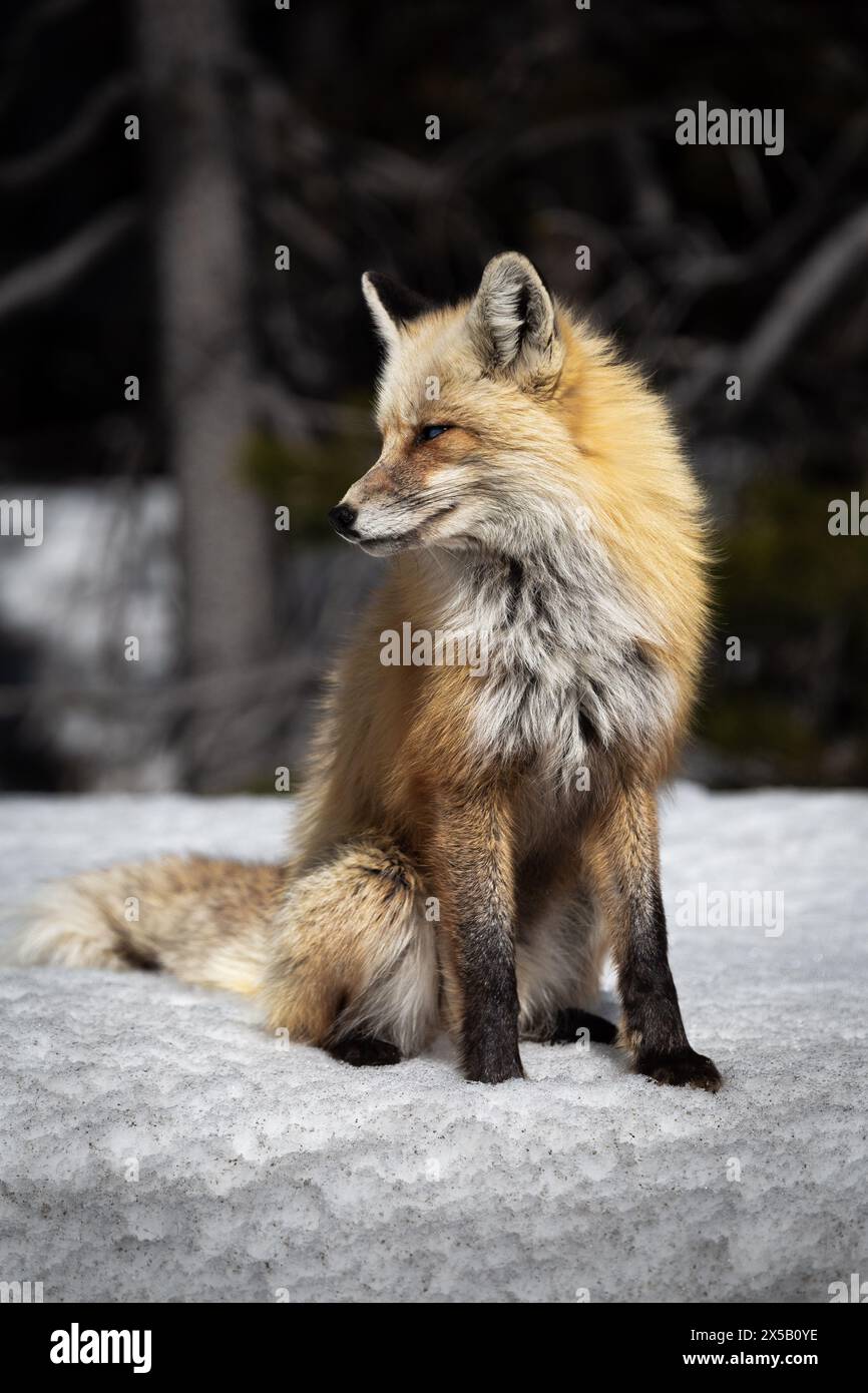 Red fox sitting on snow hi-res stock photography and images - Alamy