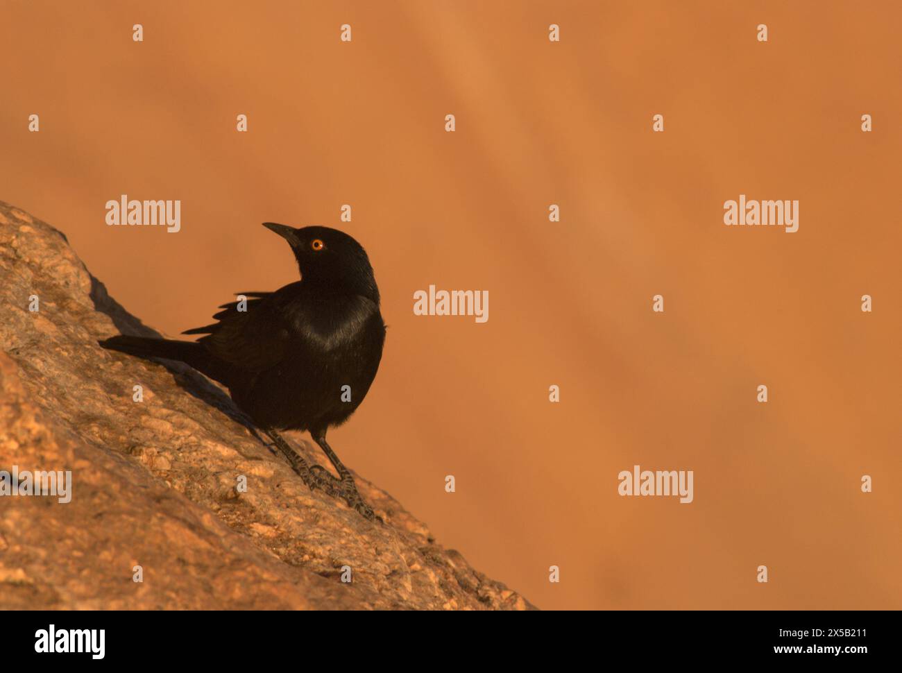Pale-winged Starling in Namibia's orange dessert Stock Photo - Alamy