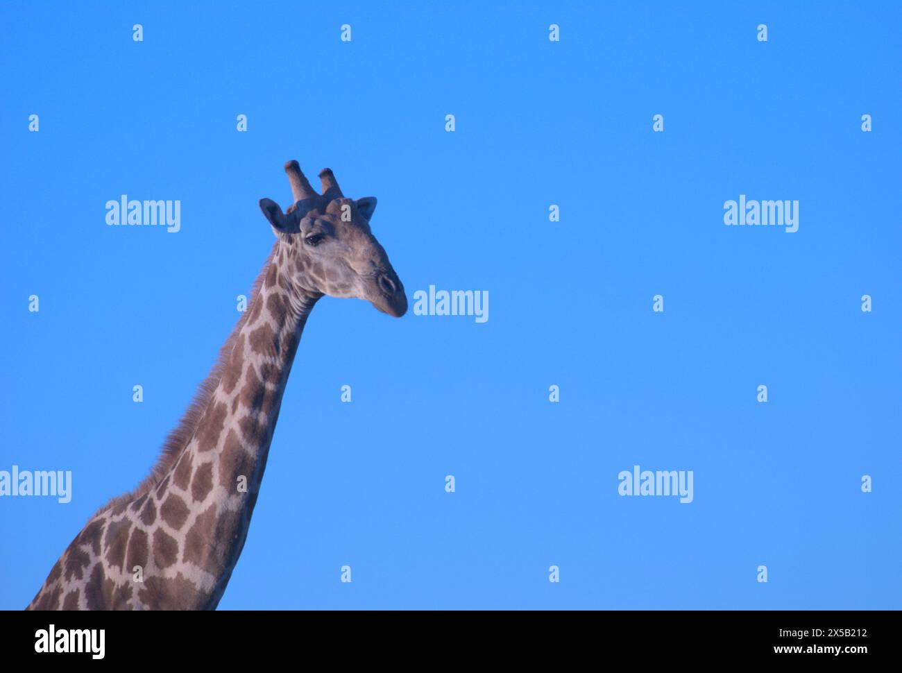 Giraffe anatomy hi-res stock photography and images - Alamy
