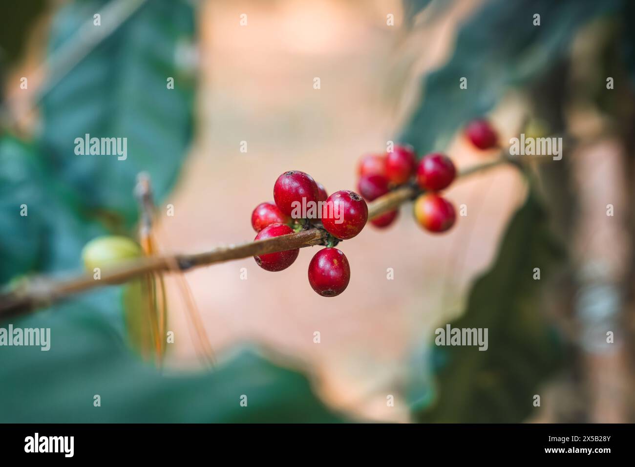 Organic ripe arabica coffee bean growing on branches in agricultural ...