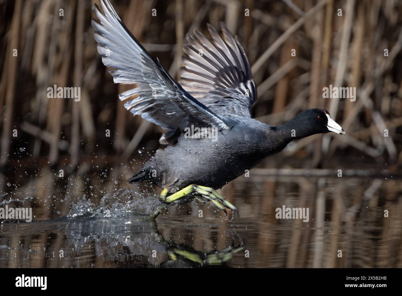 An American coot taking flight in Carey Lake. Carey Lake Wildlife ...