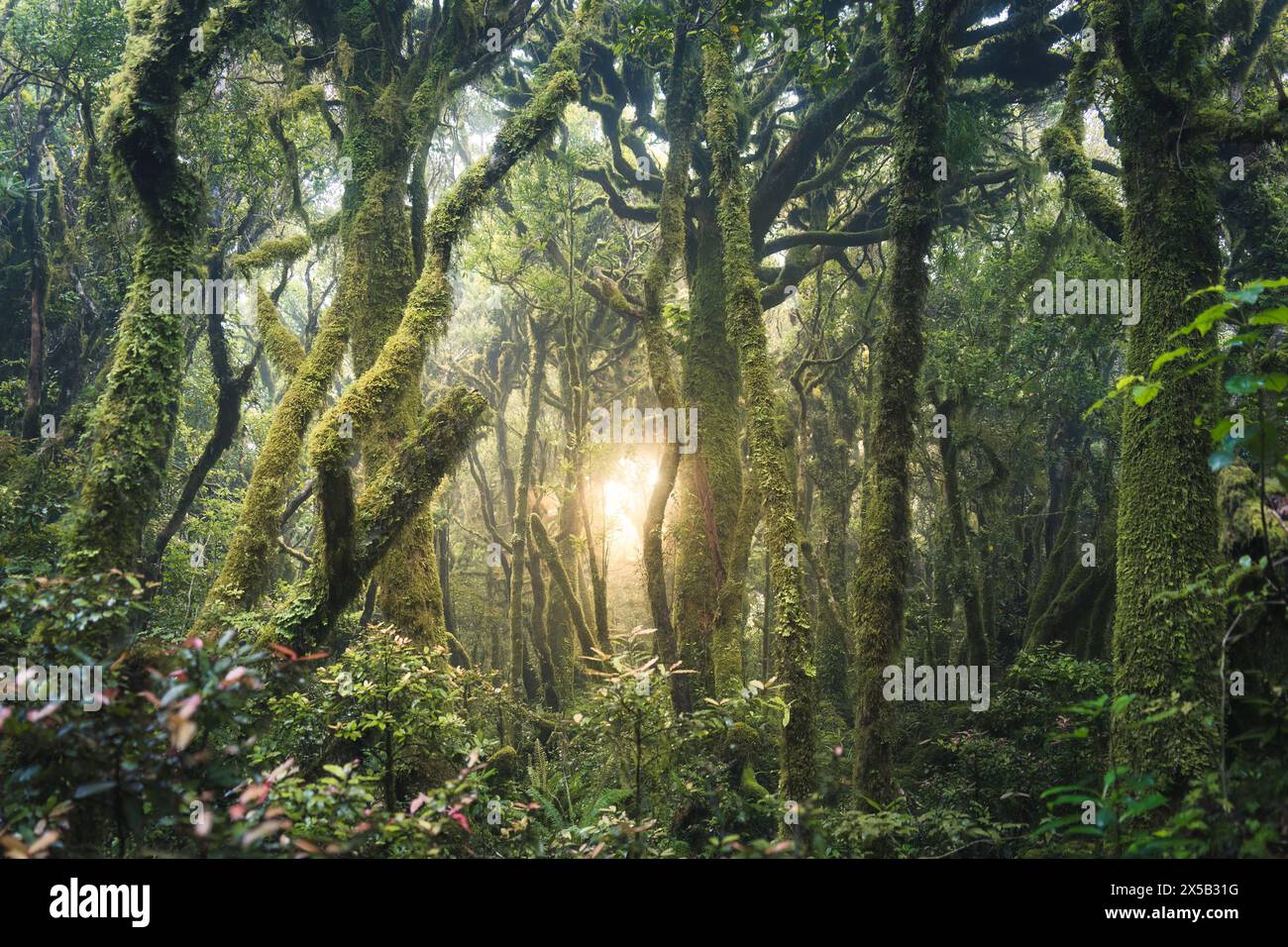 Mangorei track hi-res stock photography and images - Alamy