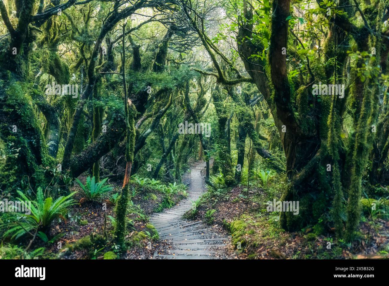 Mysterious woodland lush tropical rainforest with wooden path leading ...