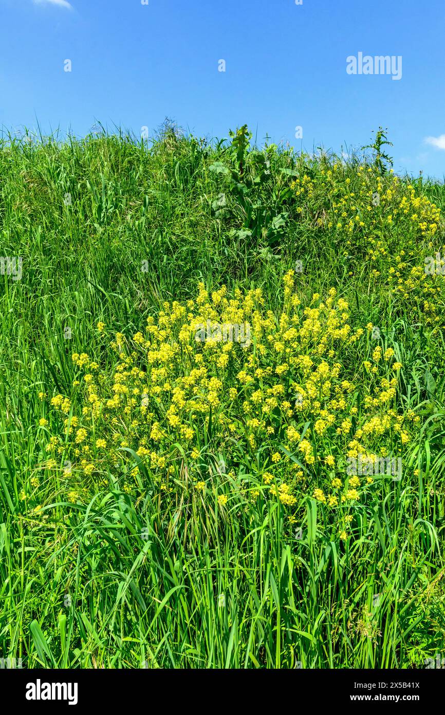 Colza / Oil Seed Rape / Canola growing on roadside verge from windblown ...