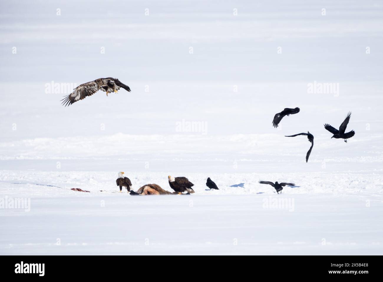 Bald eagle with ravens hi-res stock photography and images - Alamy