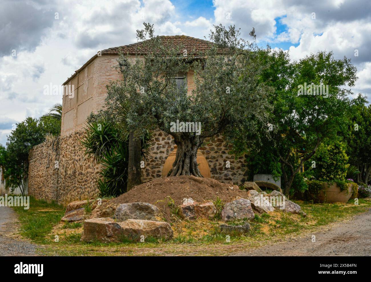 Beautiful olive tree at a crossroads, Ciudad Real Stock Photo - Alamy