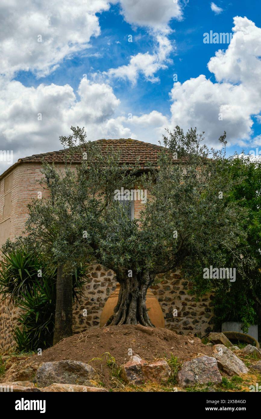 Beautiful olive tree at a crossroads, Ciudad Real Stock Photo - Alamy