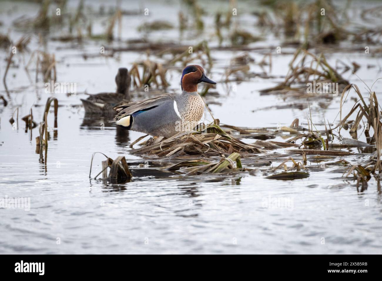A green-winged teal standing on grasses protruding from a stream along ...