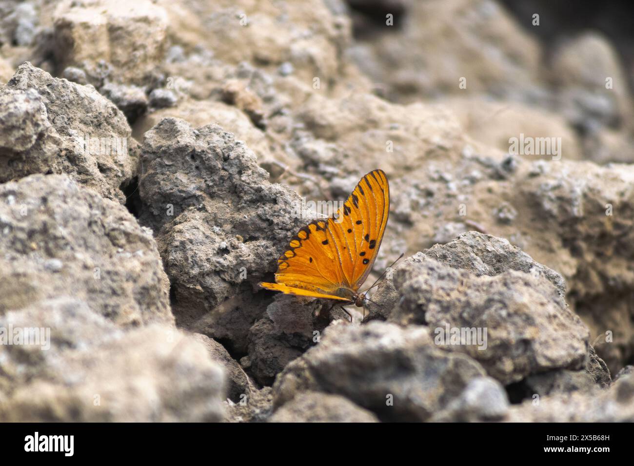 Orange butterfly scene hi-res stock photography and images - Alamy