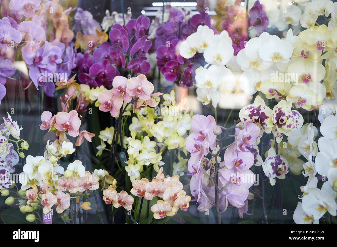Orchids in a shop window Stock Photo - Alamy