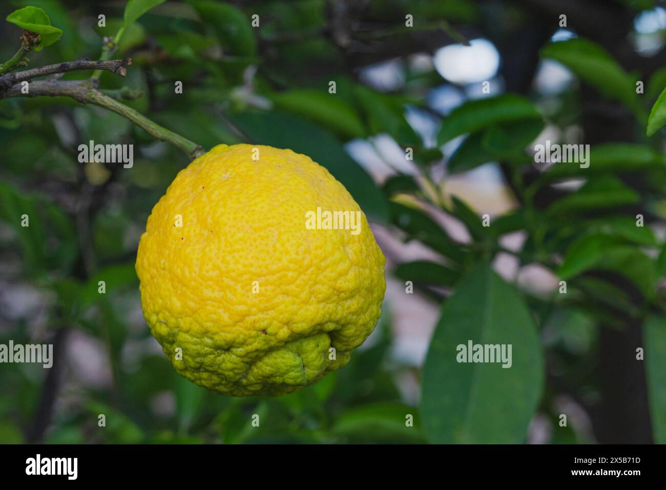 Clusters of fresh ripe yellow lemons on the branches of a lemon tree in ...