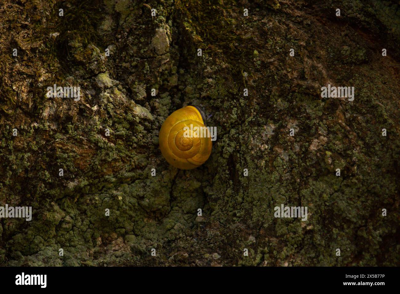 Snail shell on a stone background Stock Photo - Alamy