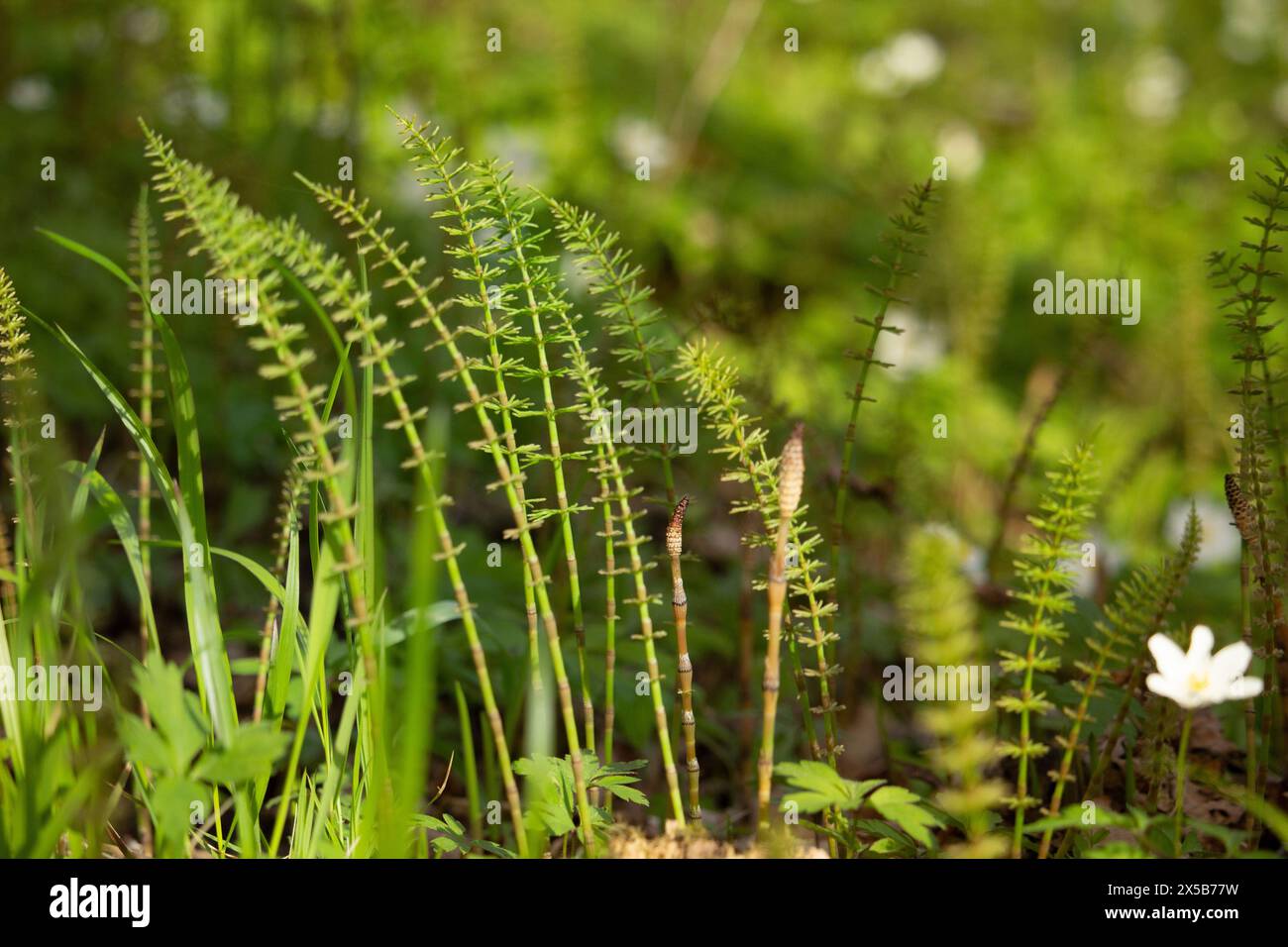 sunny illuminated forest scenery with dense ground cover vegetation at ...
