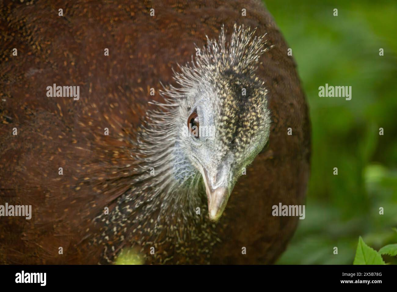 An Argus pheasant head with a green nature background Stock Photo - Alamy