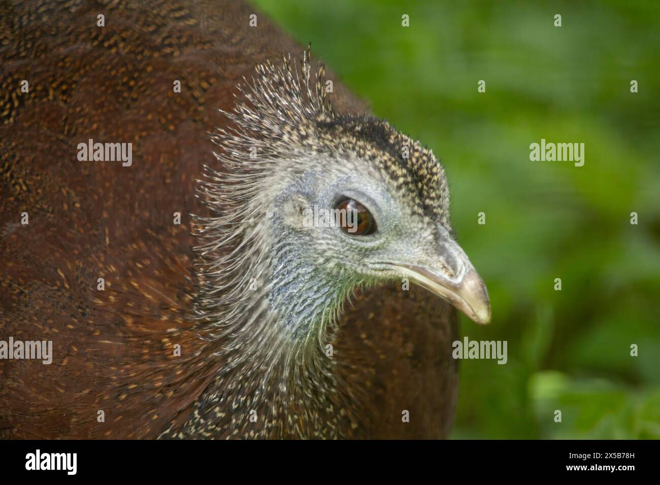 An Argus female pheasant head with a green nature background Stock ...
