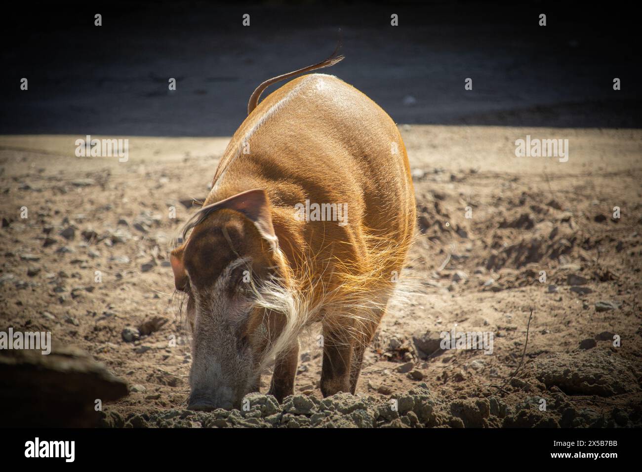 African Red river hog (Potamochoerus porcus), also known as the bush ...