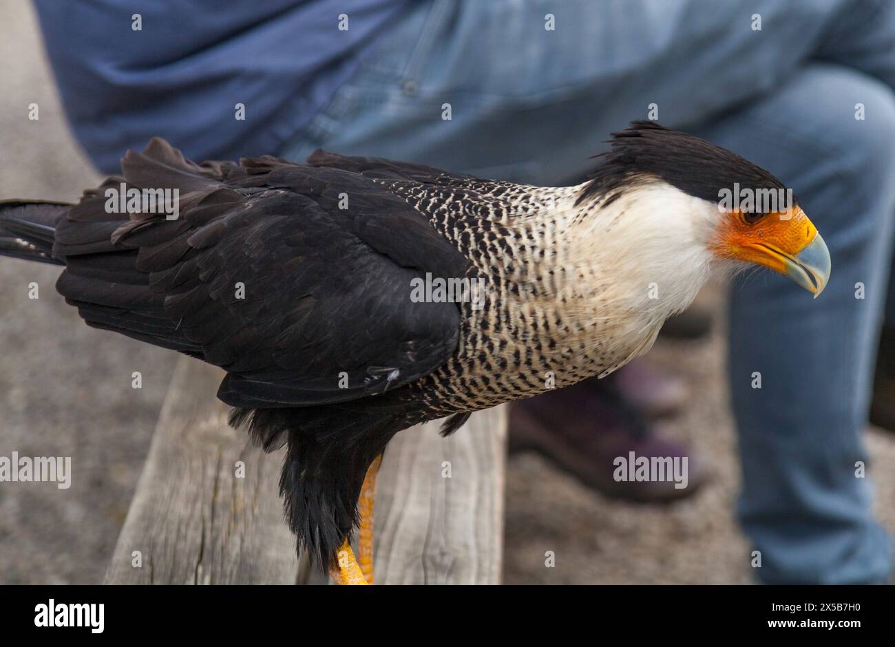 Crested Caracara bird at the Birds of Prey display at Thorp Perrow ...