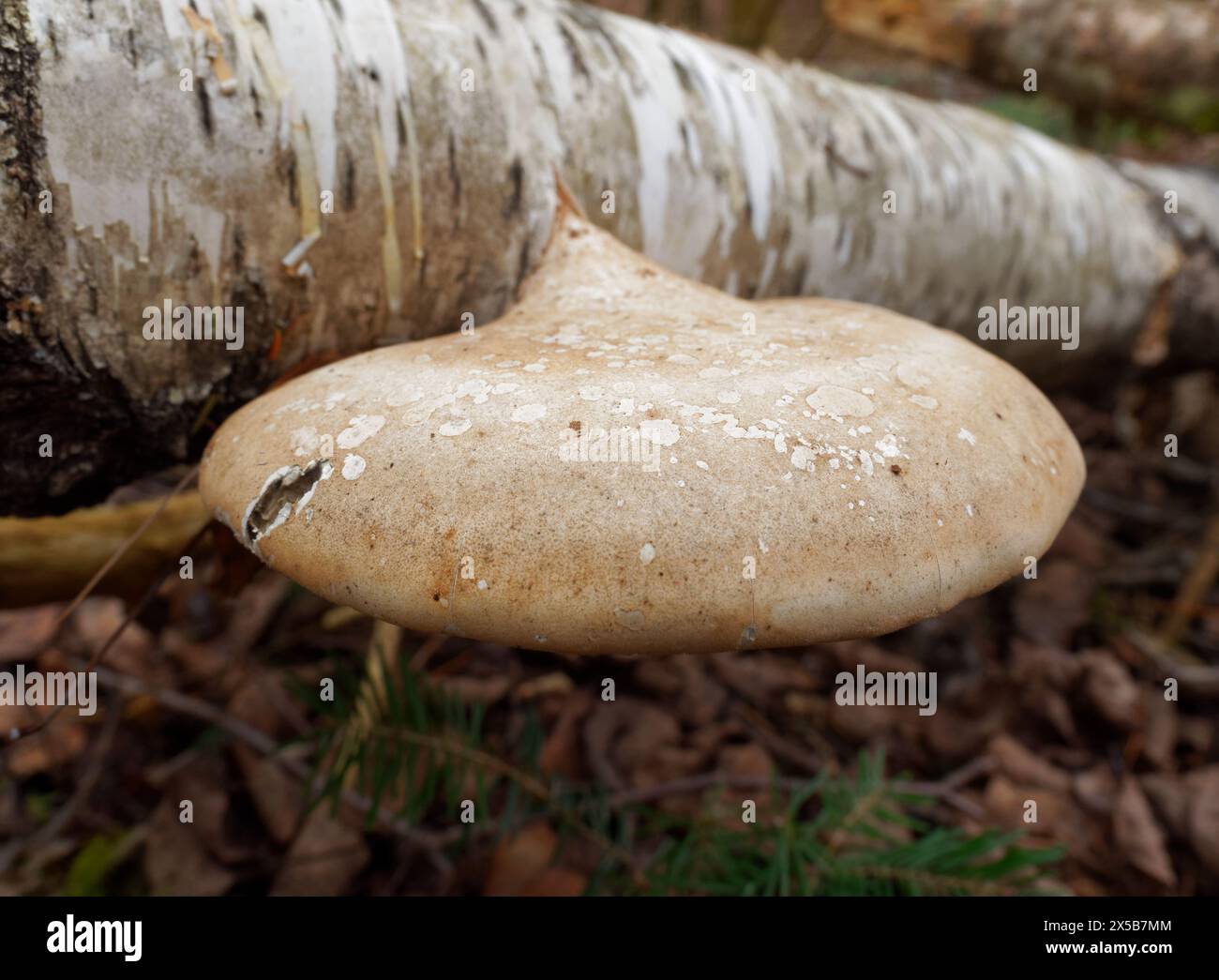 Birch tree with bracket fungi on trunk hi-res stock photography and ...