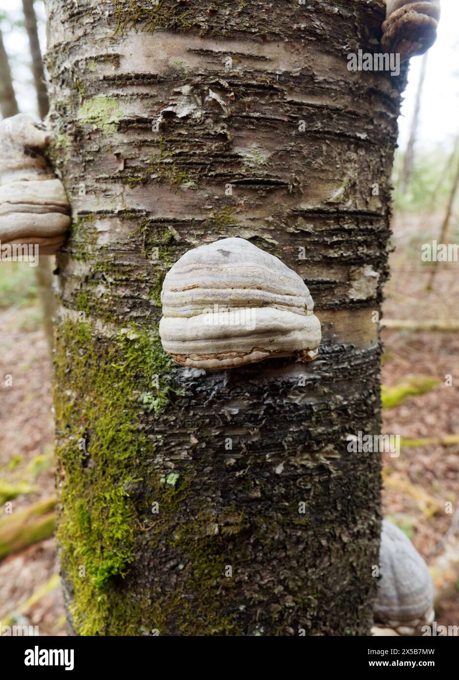 Birch conk fungus hi-res stock photography and images - Alamy
