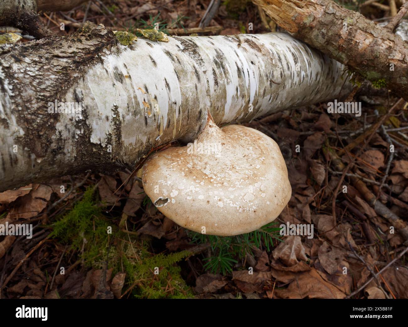 Birch tree with bracket fungi on trunk hi-res stock photography and ...