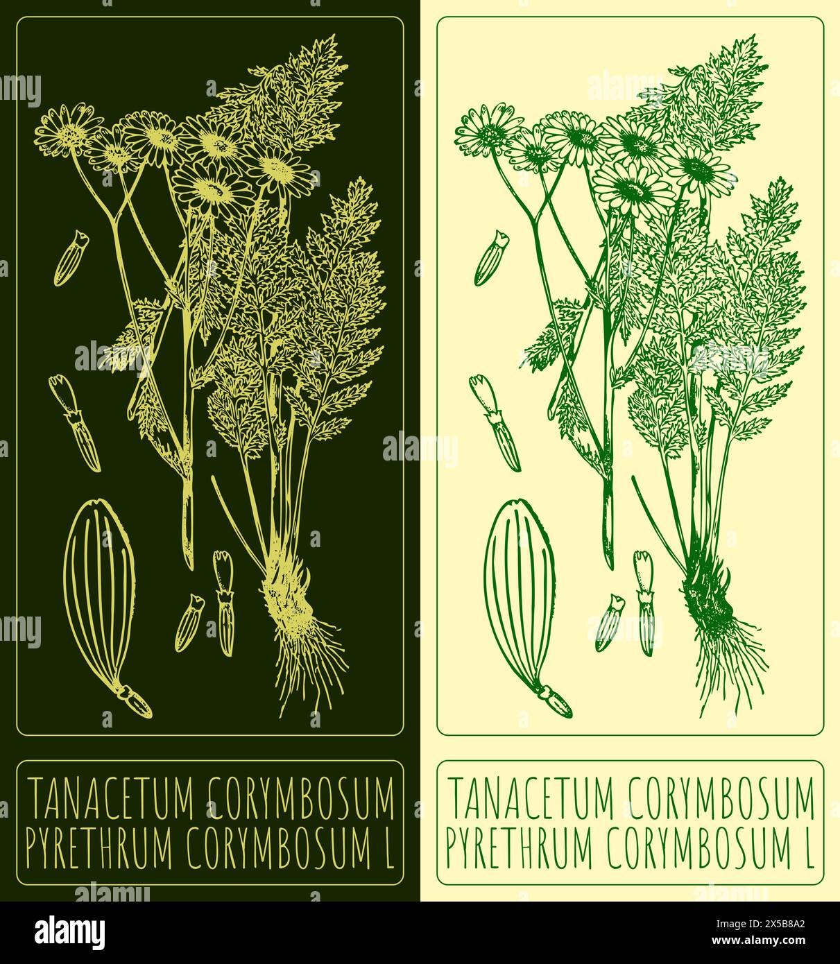 Vector drawing TANACETUM CORYMBOSUM. Hand drawn illustration. The Latin ...