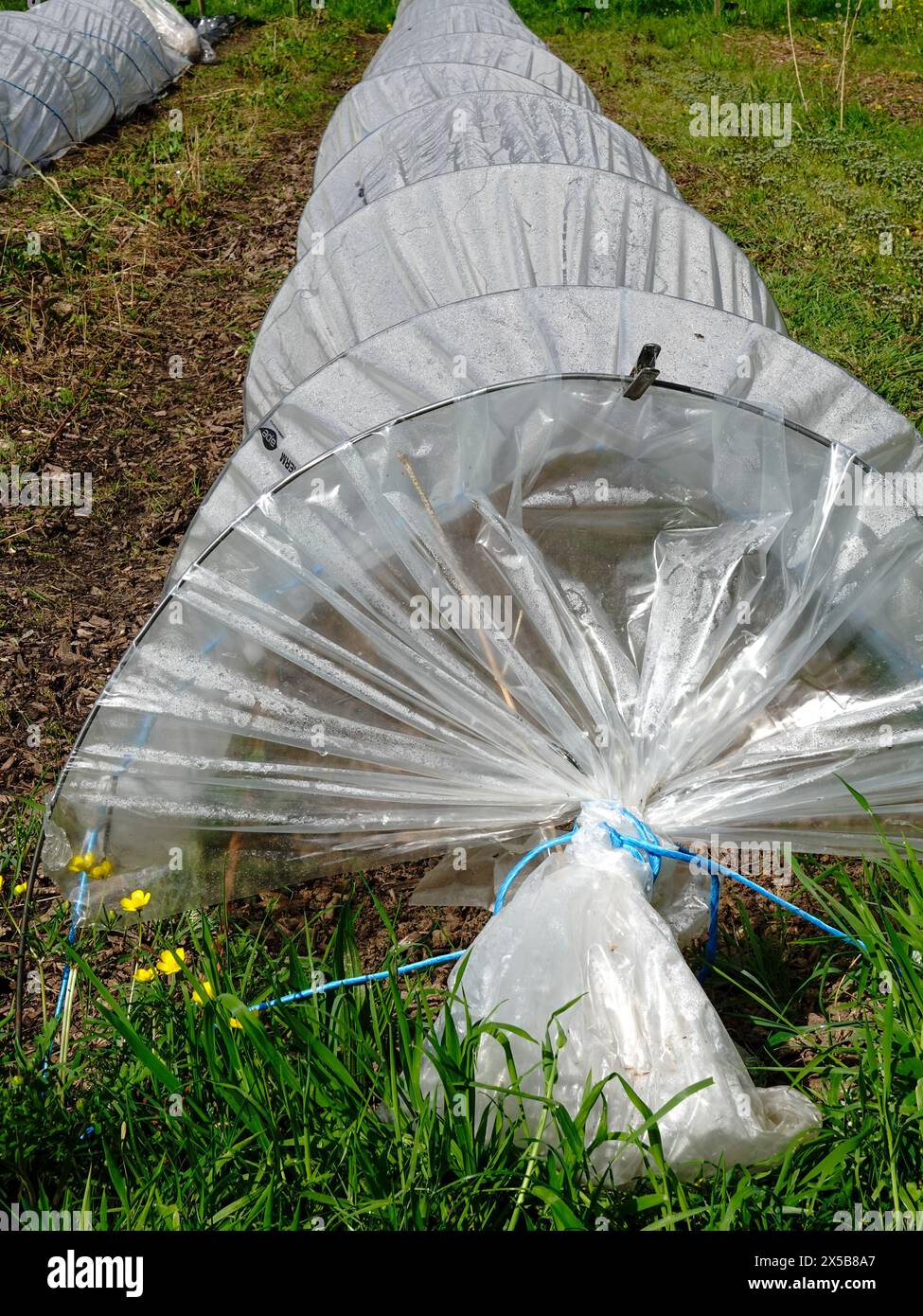 Wire frame covered with plastic to protect new seedlings, plants, in ...