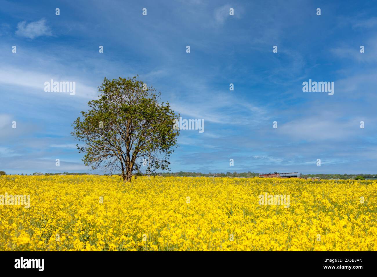 Oak Tree and Oil Seed Rape Stock Photo - Alamy