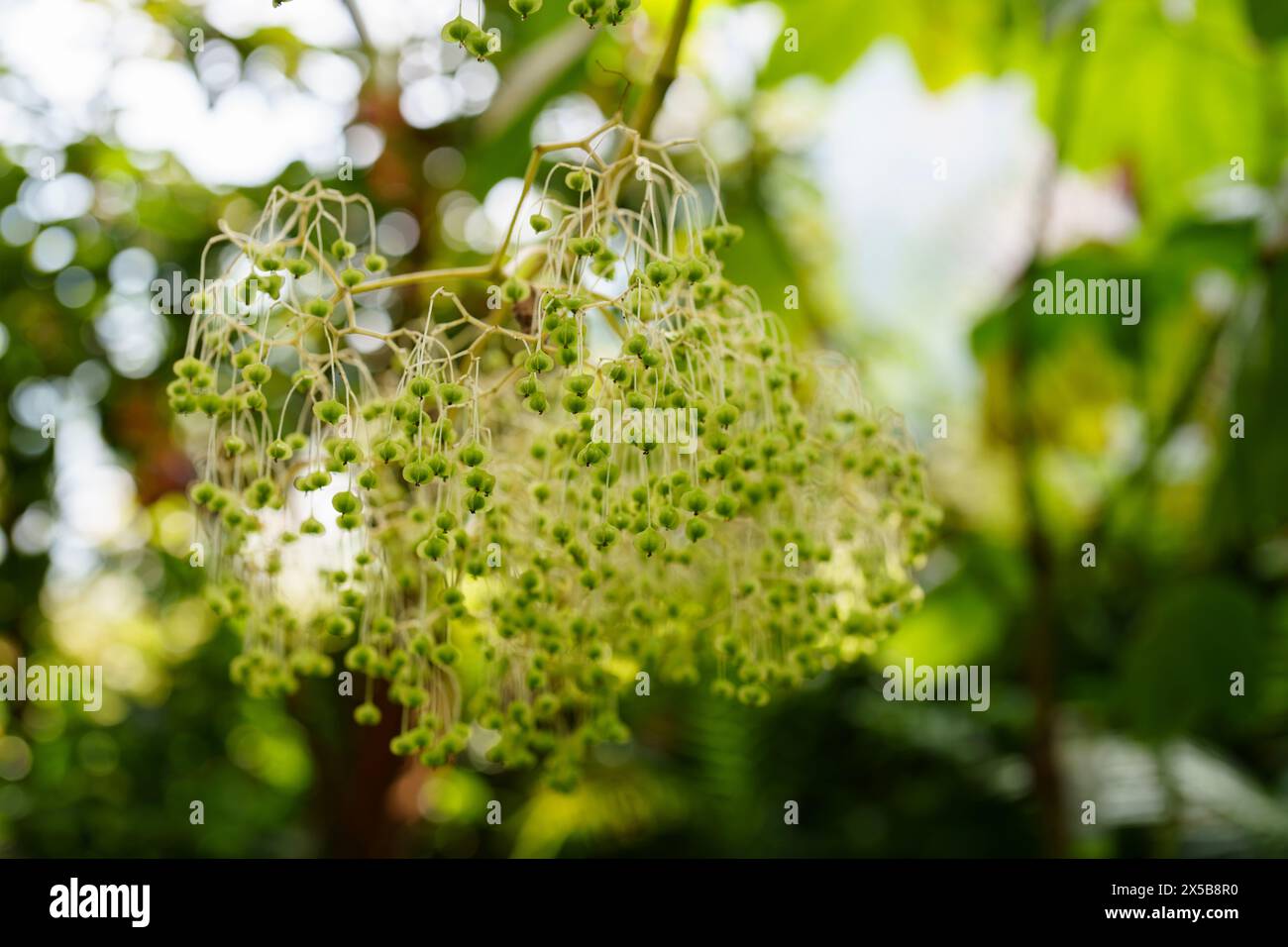 Begonia parviflora plant seeds in Zurich Botanical Garden Stock Photo ...