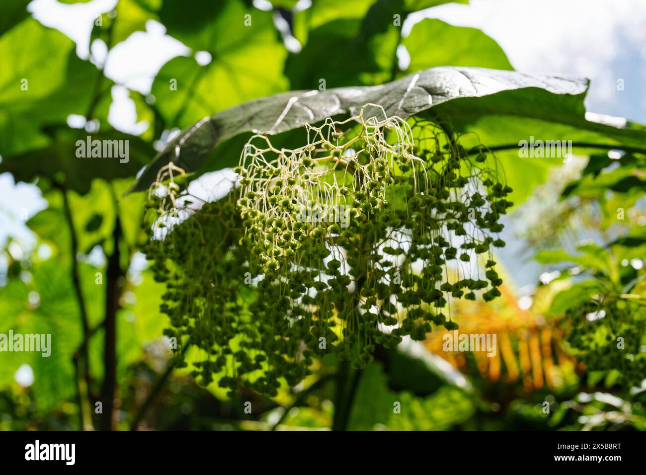 Begonia parviflora plant seeds in Zurich Botanical Garden Stock Photo ...