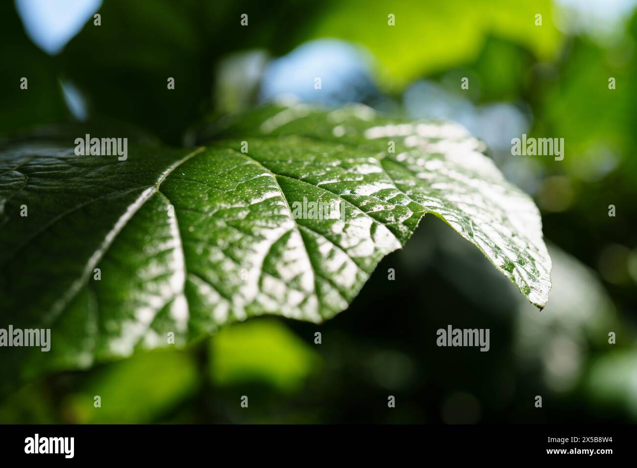 Organic background - Close up view of Begonia parviflora plant leave ...