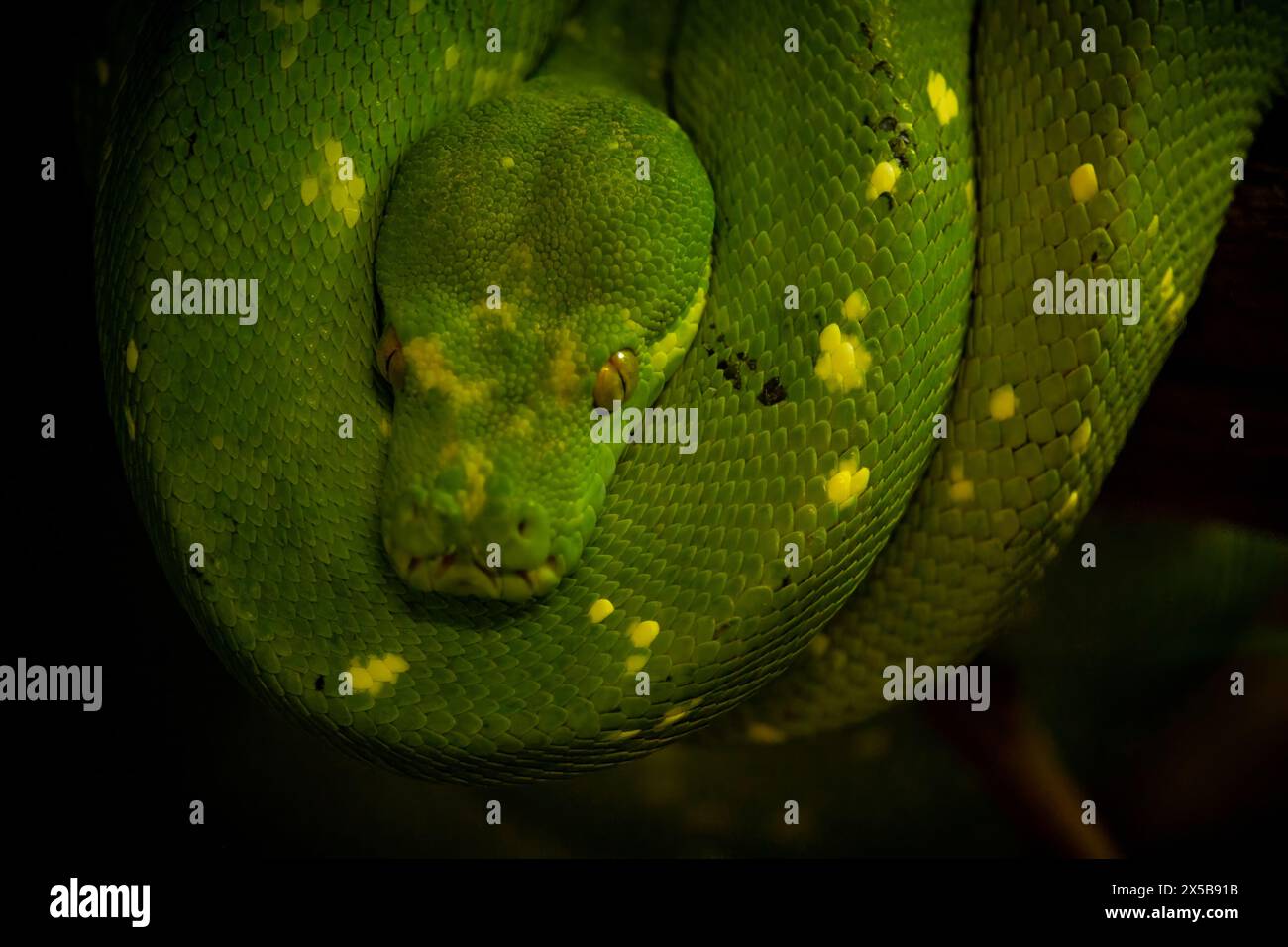 close-up portrait of an emerald boa, rainforest snake amazon jungle ...