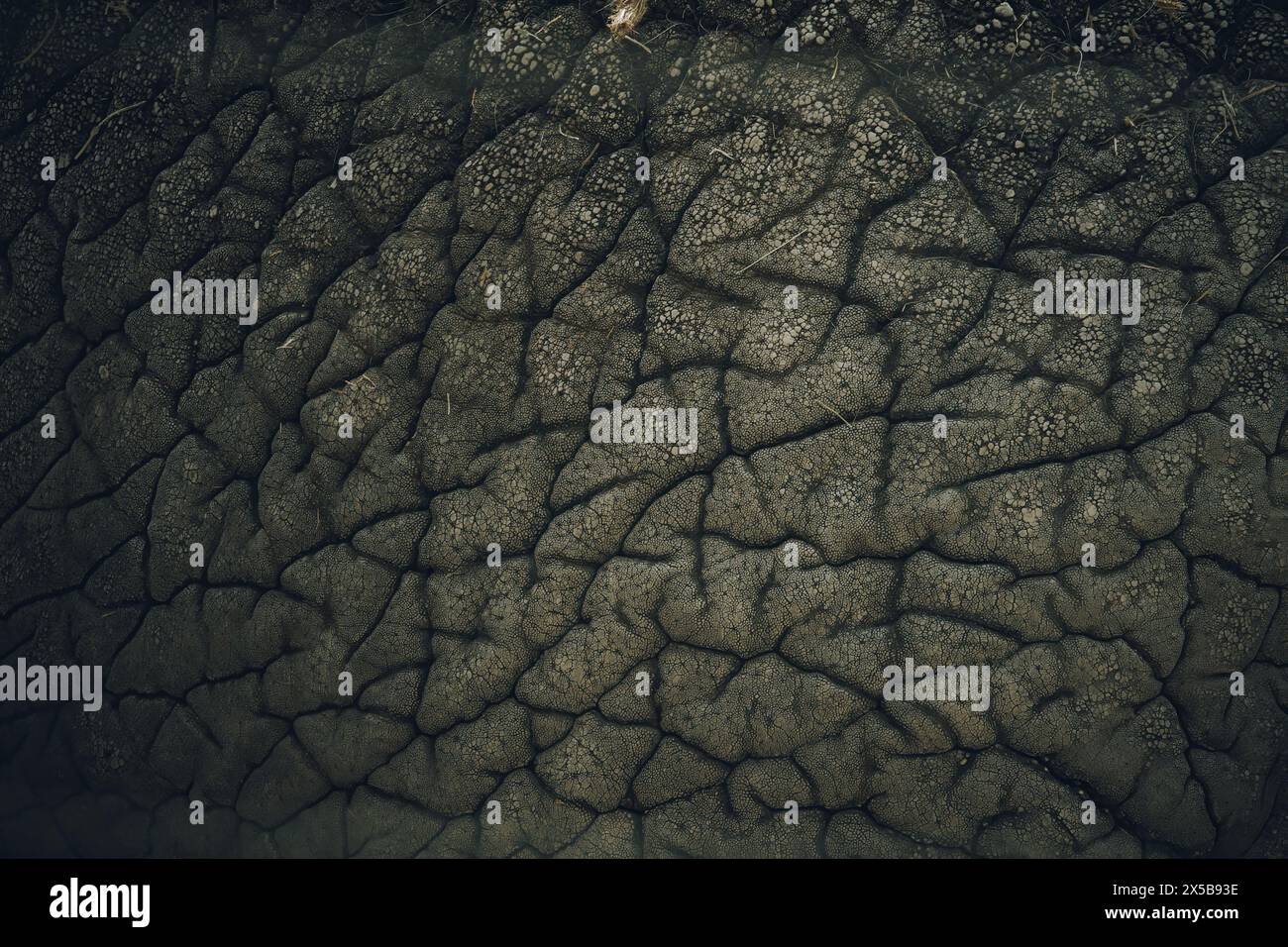 High detail real closeup macro elephant skin texture art nature ...